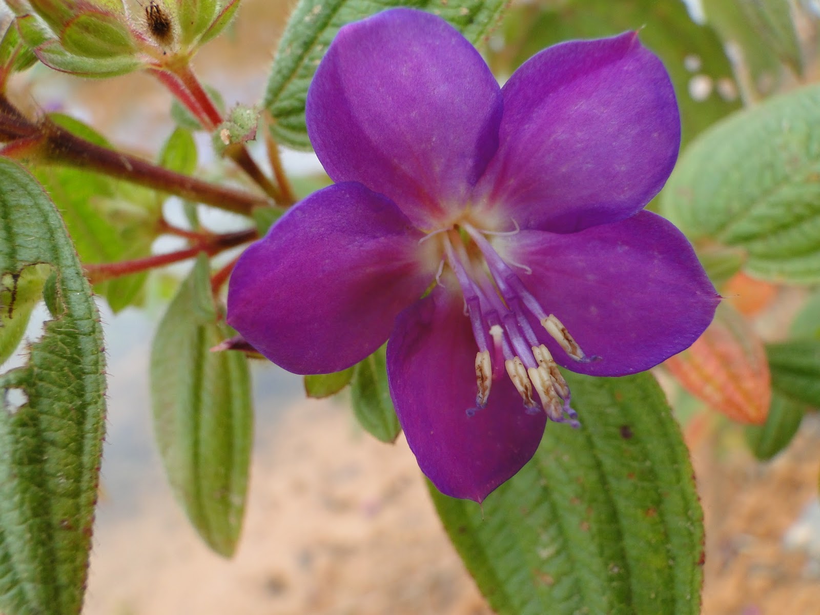 Flor Do Cerrado Mineiro - FDPLEARN