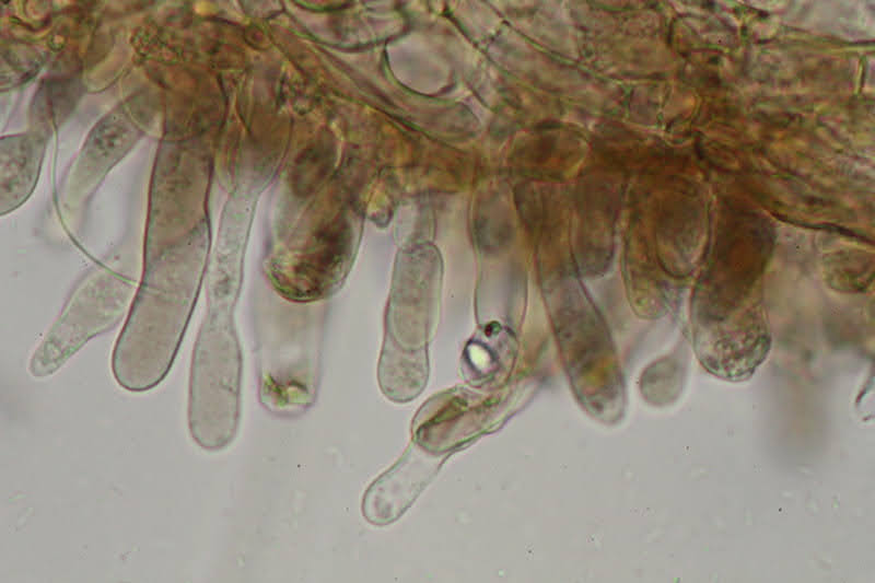 Observaciones de hongos de Navarra: Eraso (Imoz) (13/9/2020) Hayedo