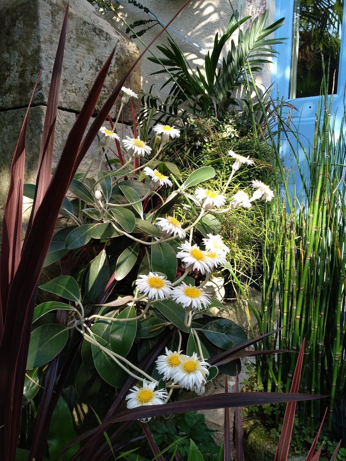 floraison la Marguerite de Nouvelle-Zélande (Pachystegia insignis)