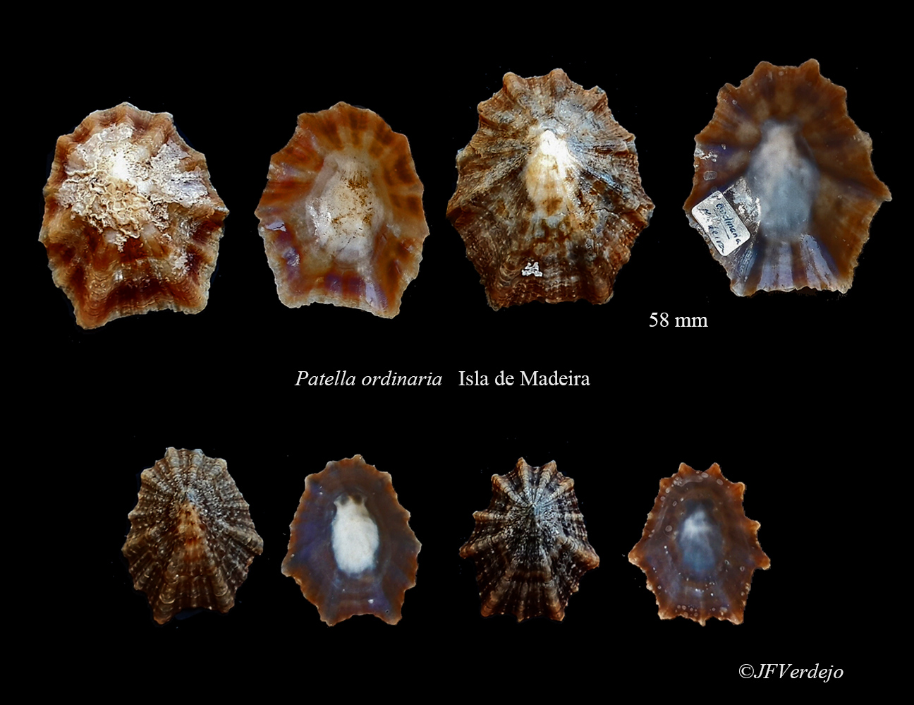 MALACOLOGÍA MEDITERRÁNEA