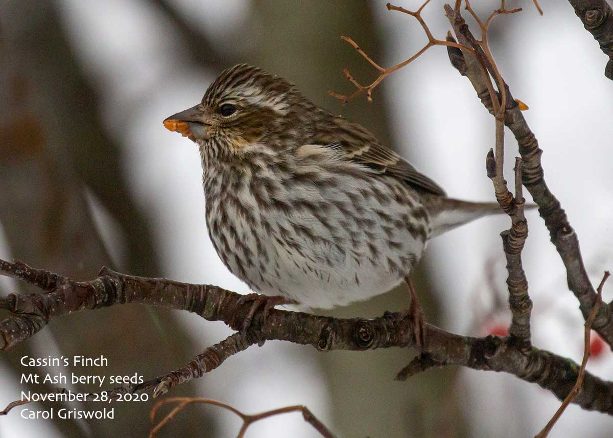 Sporadic Bird from Seward, Alaska : Saturday, November 28, 2020 Cassin ...