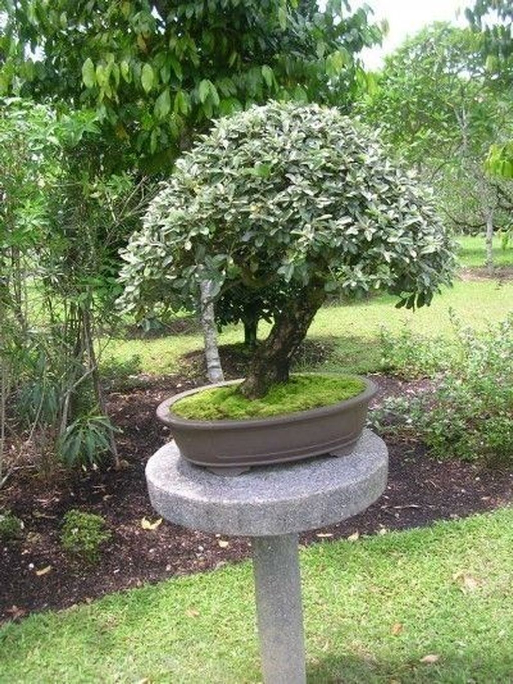 45+ Unique Bonsai Trees Gardening Ideas For Backyard | ARA HOME
