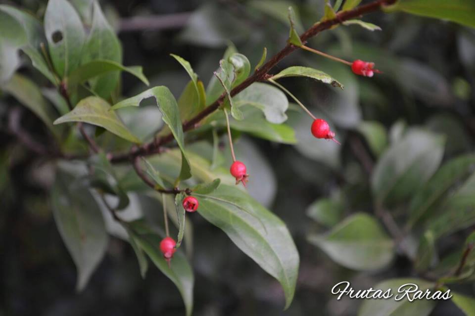Eugenia patrisii - Ubaia-rubi-da-amazônia