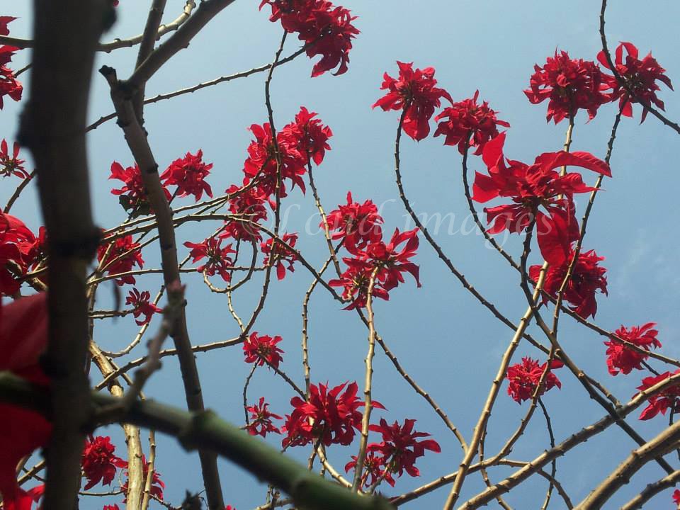 "loud images": Flower Series : Lalupate