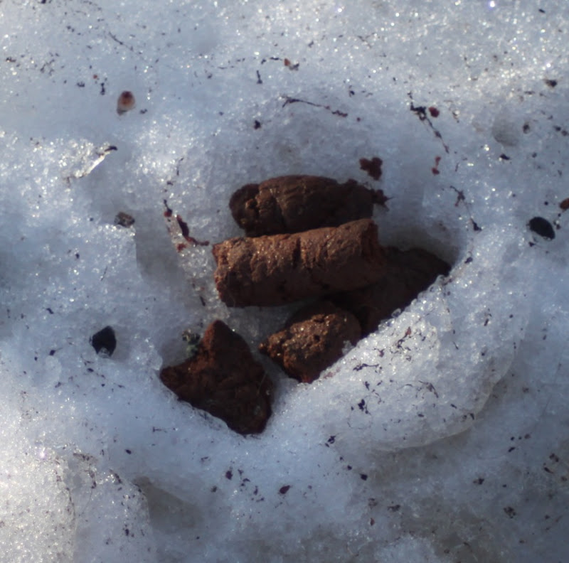 Nyt lorahti!: KEVÄT JA KOIRANKAKKA