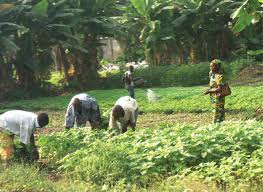 WHAT HAPPENED TO THE DAYS OF FARM SETTLEMENTS IN NIGERIA? | OJO Olawale