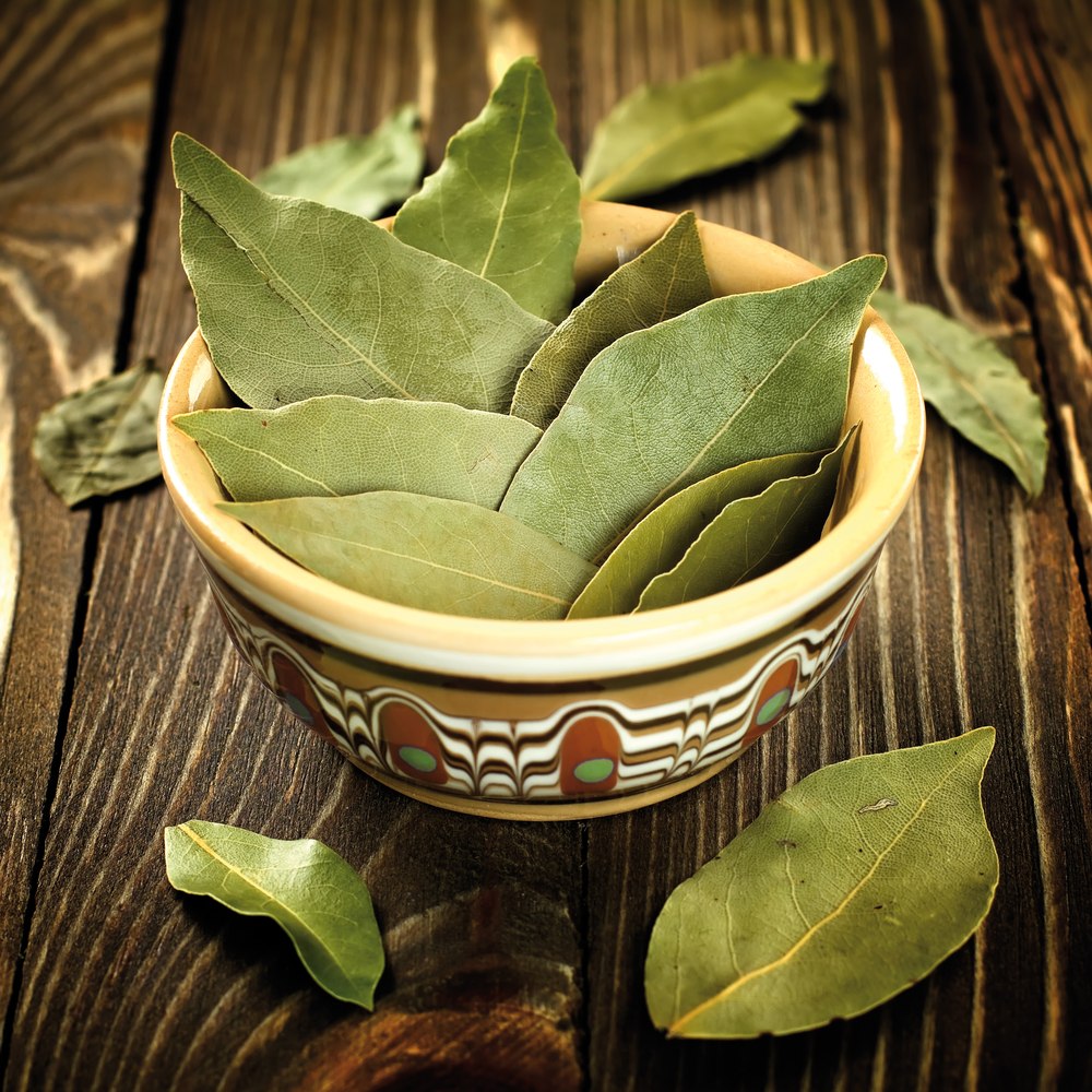 Mágico Despertar: EL LAUREL. USOS MEDICINALES Y MÁGICOS