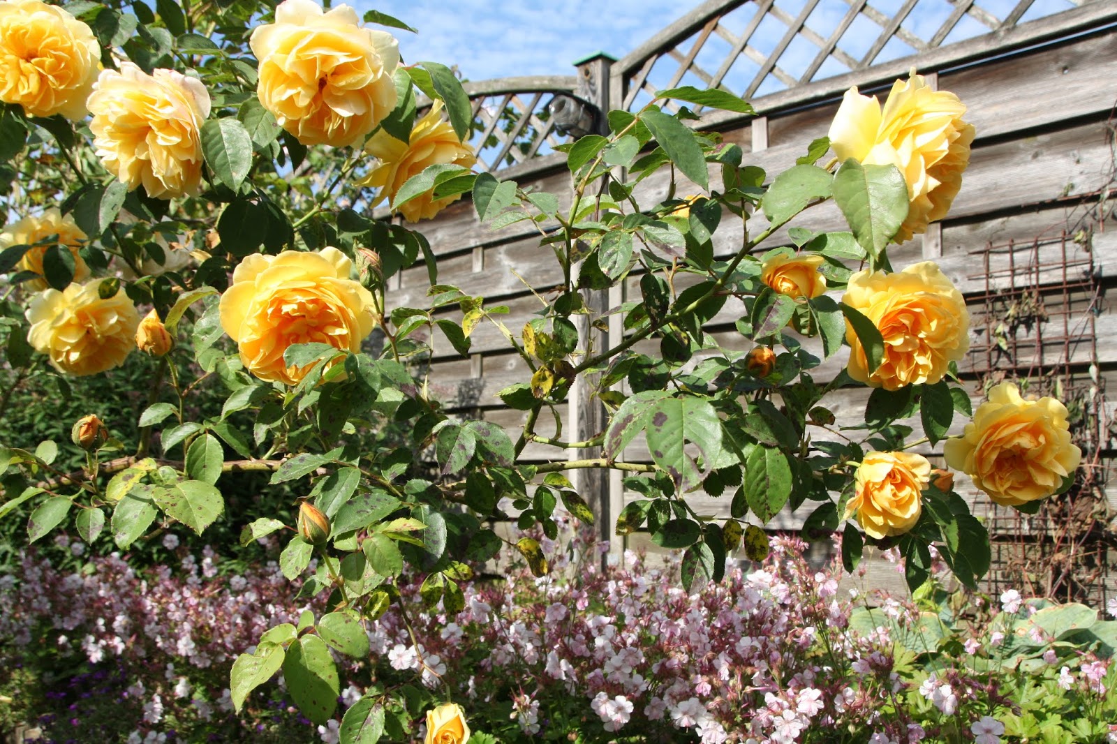 Frk. Anemone: Gule og orange roser