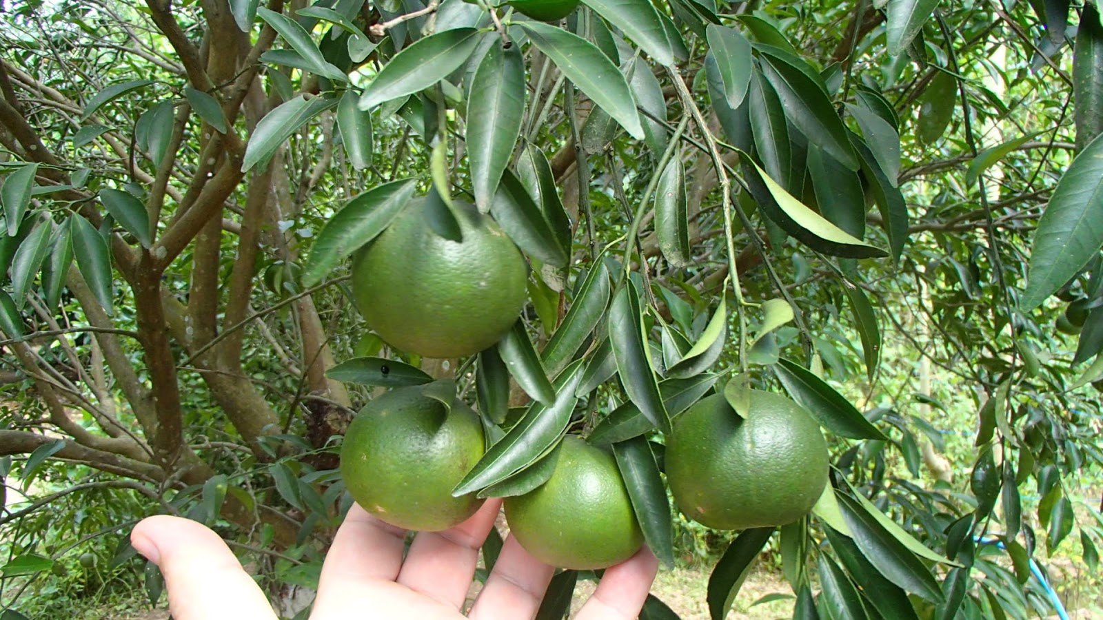 Xtremehorticulture of the Desert: Tired of Putting Frost Blankets Over ...