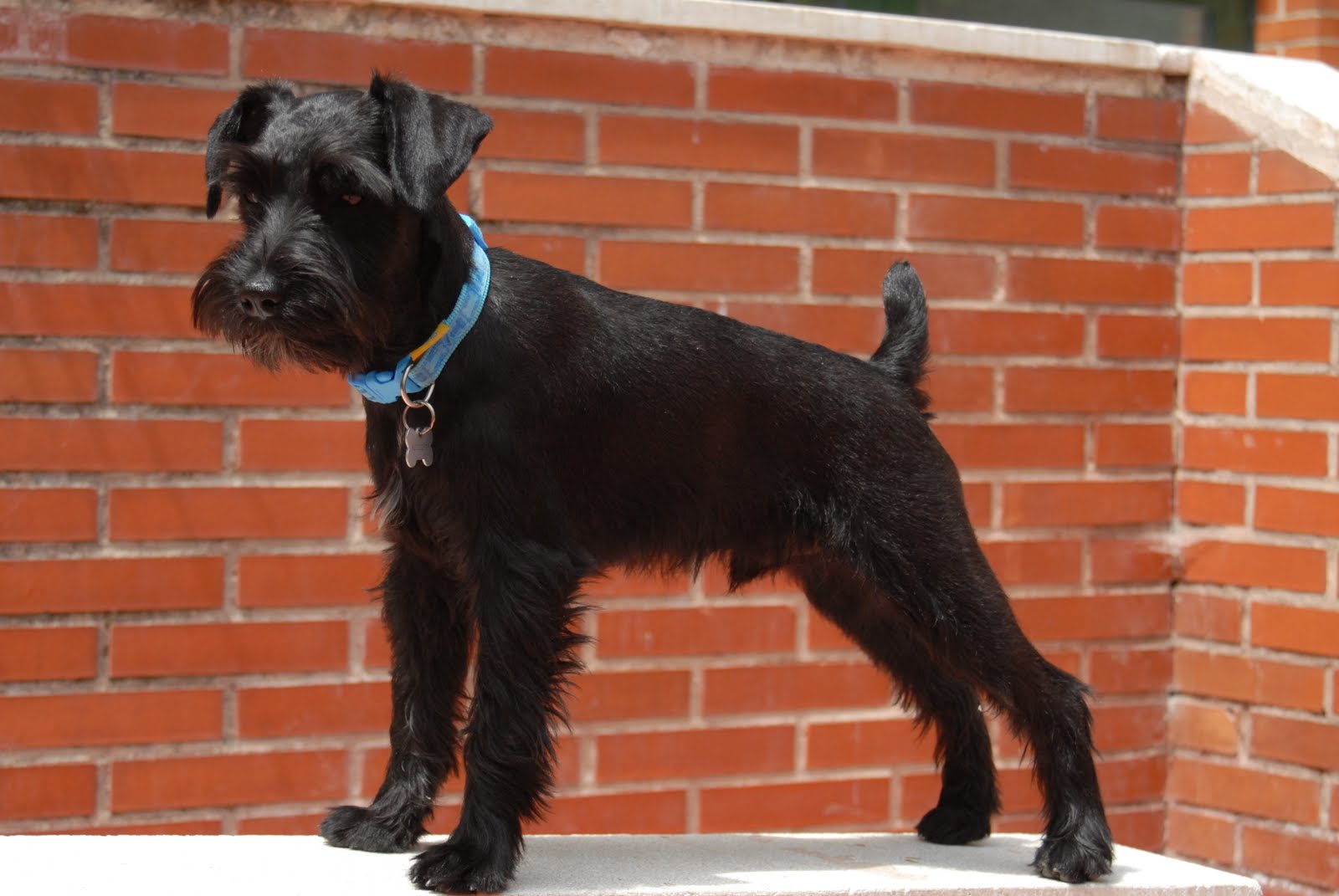 PERROS CON SUERTE: Mate