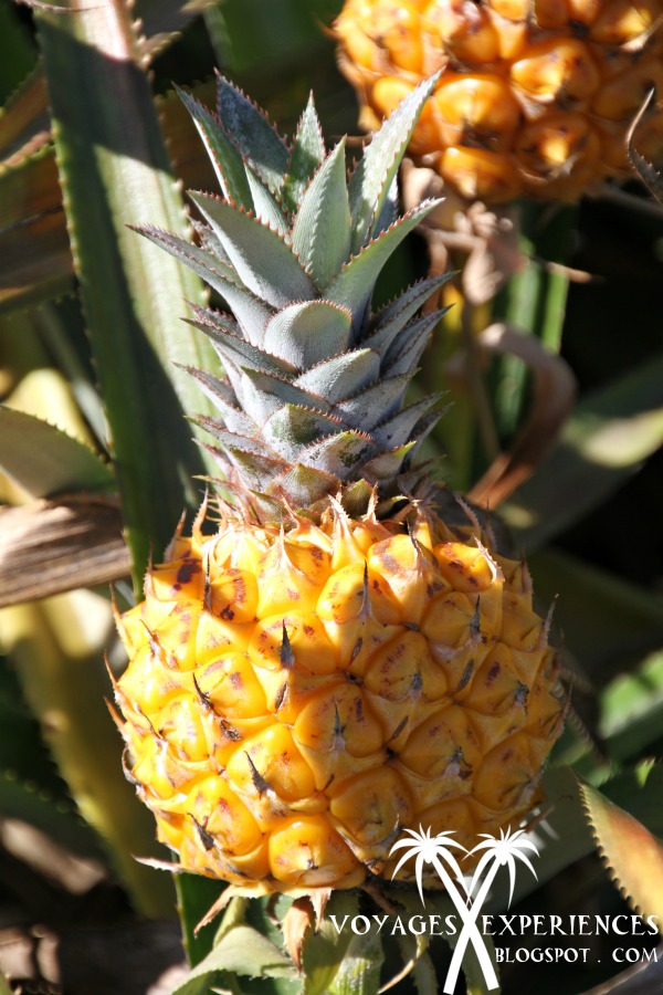 Voyages et Expériences : Les couleurs de l'île Maurice: le JAUNE