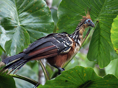 Hoatzin | Bird Basic Facts & Lovely Pictures | Beauty Of Bird