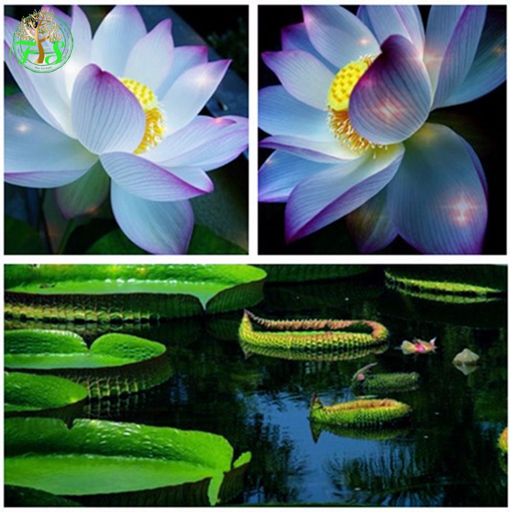 Lotus Seeds ~ PRODUCT-CHINA