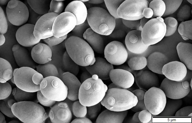 Saccharomyces cerevisiae memiliki kemampuan untuk....