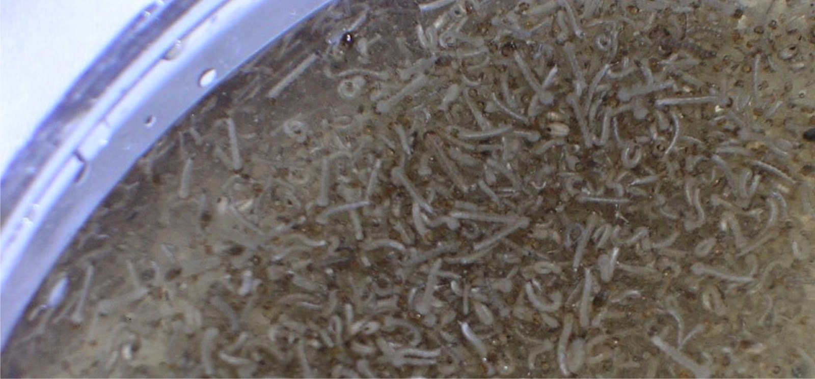 Jentik Nyamuk : Si Kecil Yang Berprotein Tinggi - Lalaukan