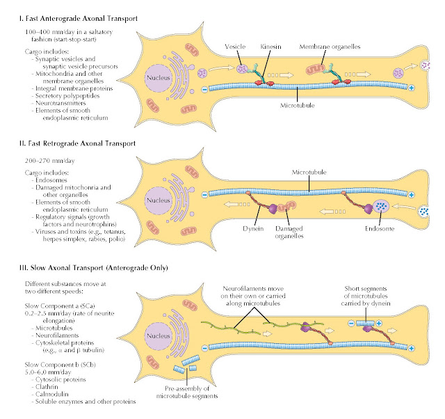 AXONAL TRANSPORT IN THE CNS AND PNS - pediagenosis