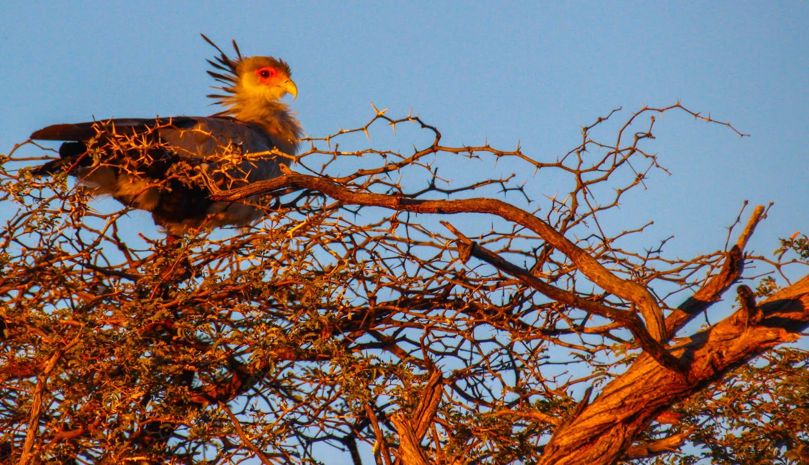 Cannundrums: Secretary Bird