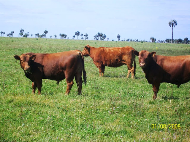 CABAÑA ABERDEEN ANGUS COLORADO
