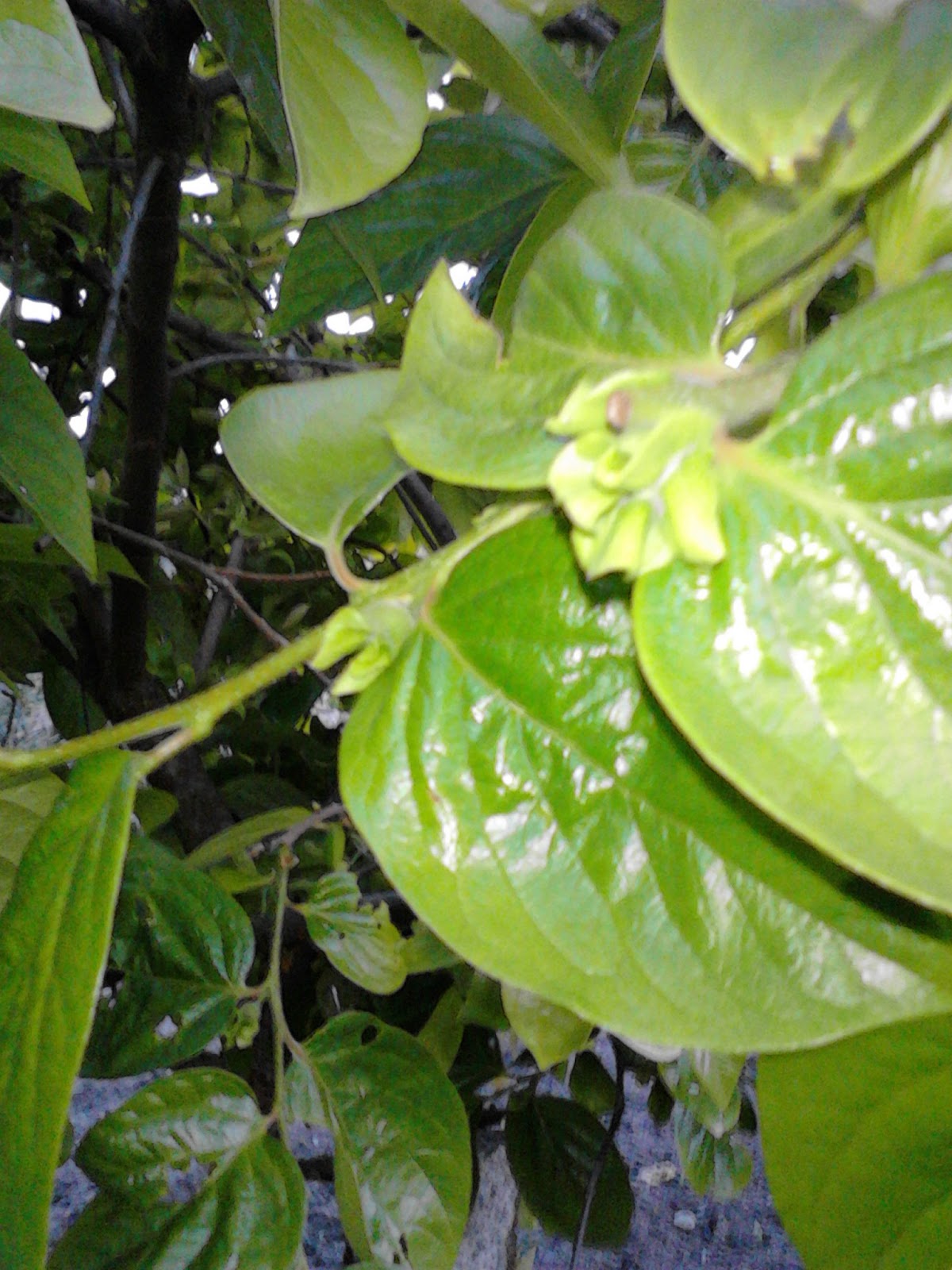 A Minha Pequena Horta: Dióspireiro em flor