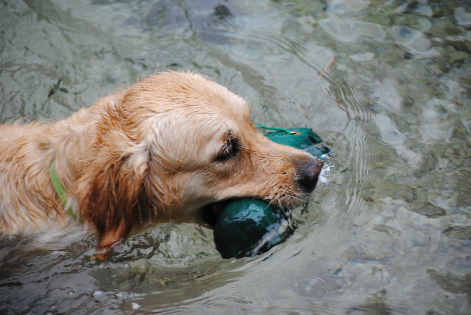 Thuaidh Cuisse de Nimphe