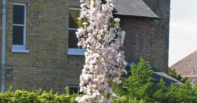 Another Columnar Flowering Japanese Cherry Tree - For Zone 5B