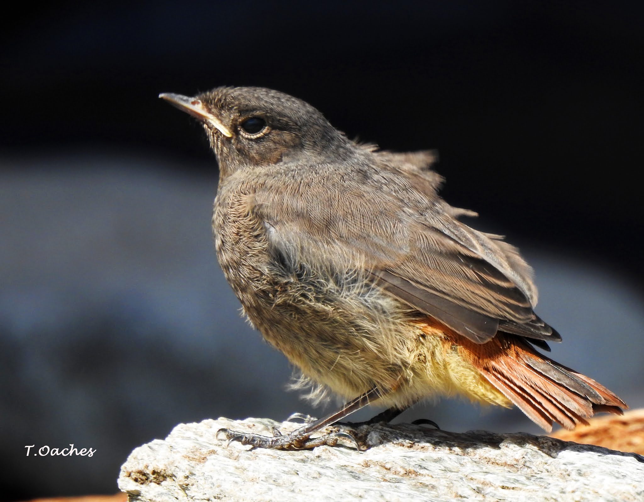 PASARI DIN ROMANIA: CODROS DE MUNTE (1), Phoenicurus ochruros