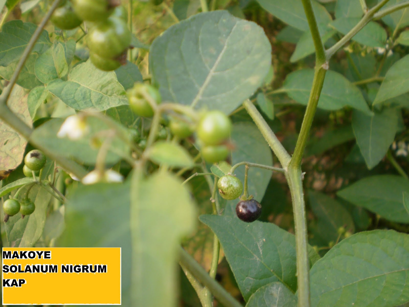 Green petals: September 2011