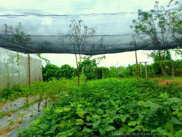 PINAKBET FARM - Lakwatserong Tsinelas
