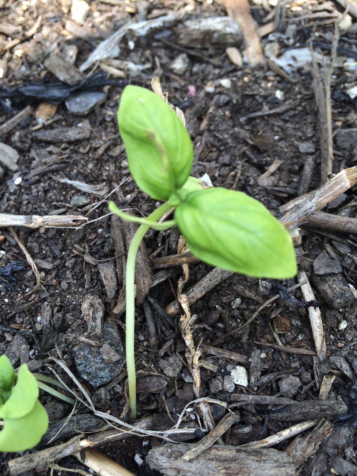 WashingtonGardener: Fenton Friday: What Happened to Spring?