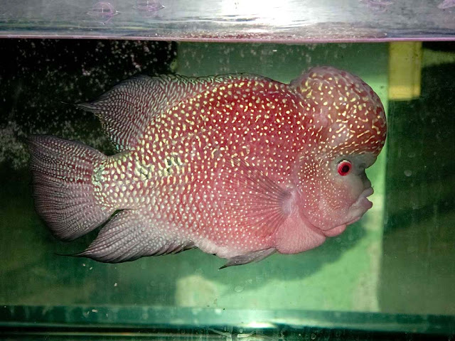 Flowerhorn The Hybrid Cichlids: BiG Head Flowerhorn Fish