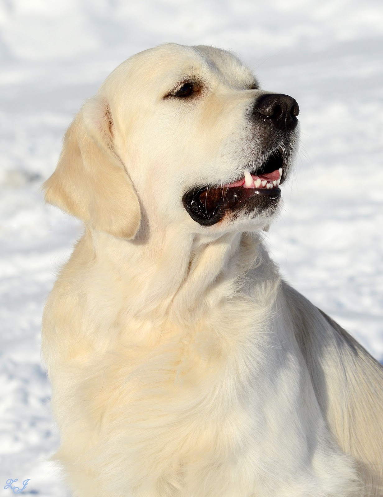 Сайт голден ретриверов Retgold-Золотистый ретривер, щенки голден ...