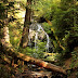 Forest Waterfall, The Redwoods, California