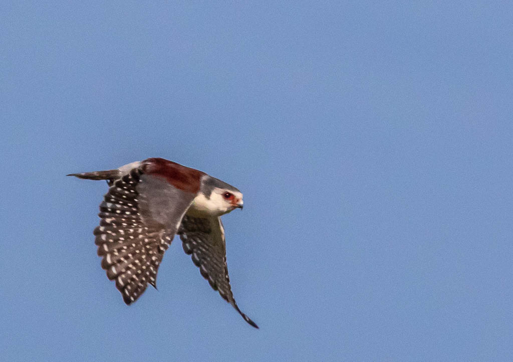 T & L Adventures: Pygmy Falcon in Tanzania