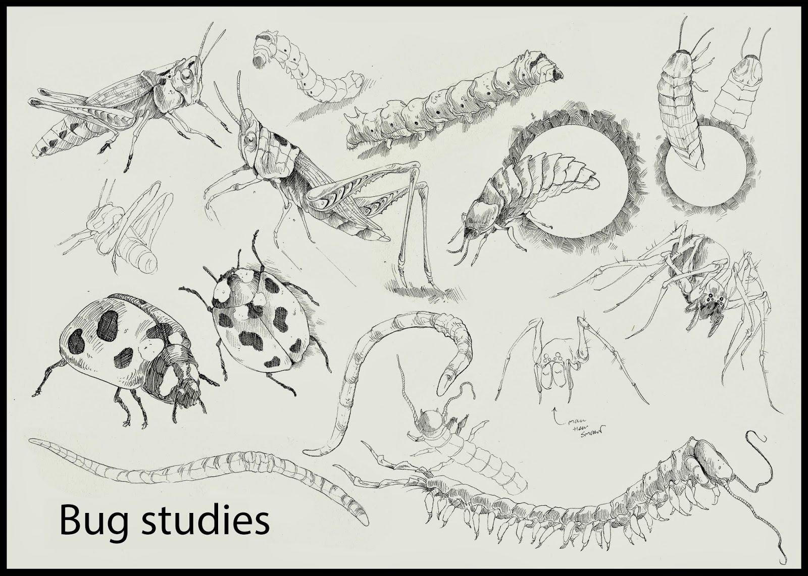 Lucy S. Illustration : Narrative Illustration Development. Bug drawings