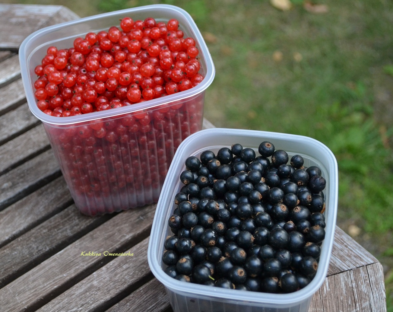 Kukkiva omenatarha: 2019