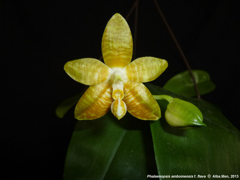 Orchidarium Dominiki: Phalaenopsis amboinensis Orchidarium Dominiki: Phalaenopsis amboinensis