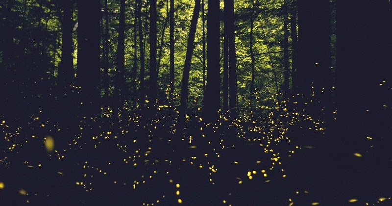 Synchronous Fireflies | Elkmont Campground, Little River Trail | Anki ...
