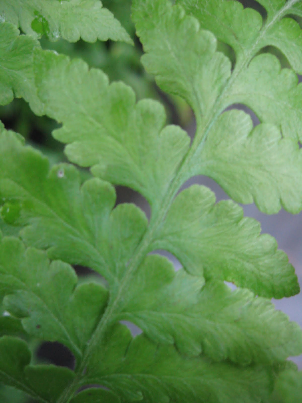 HOME EDUCATION: Plant Science 5: Plant Adaptations (The Fernery and more)