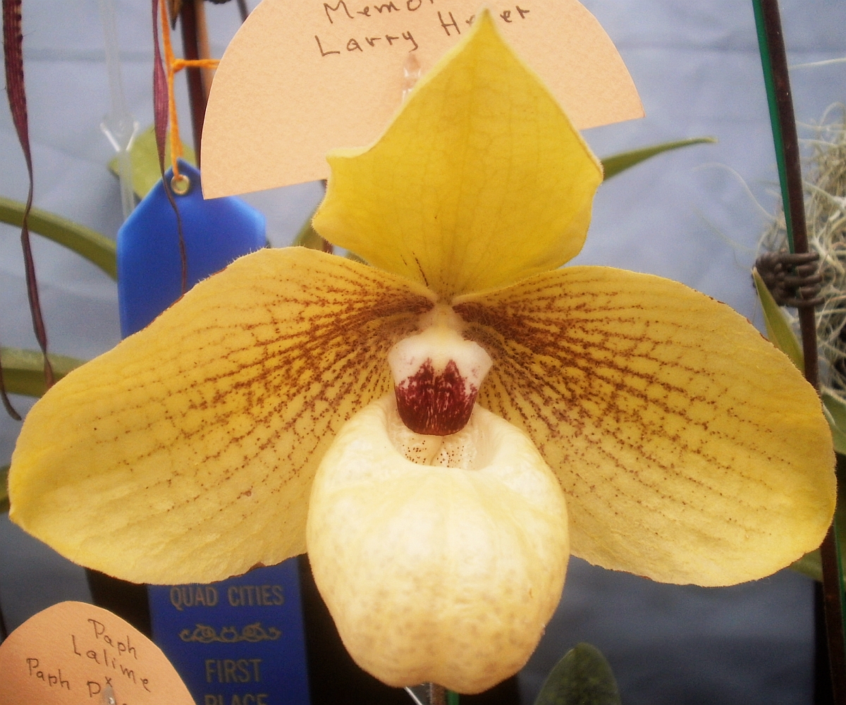 Plants are the Strangest People: 4/28/13 - 5/5/13