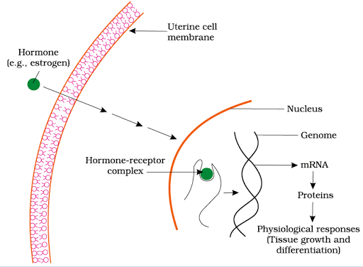 Chemical Coordination and Integration - Notes | Class 11 | Part 5 ...