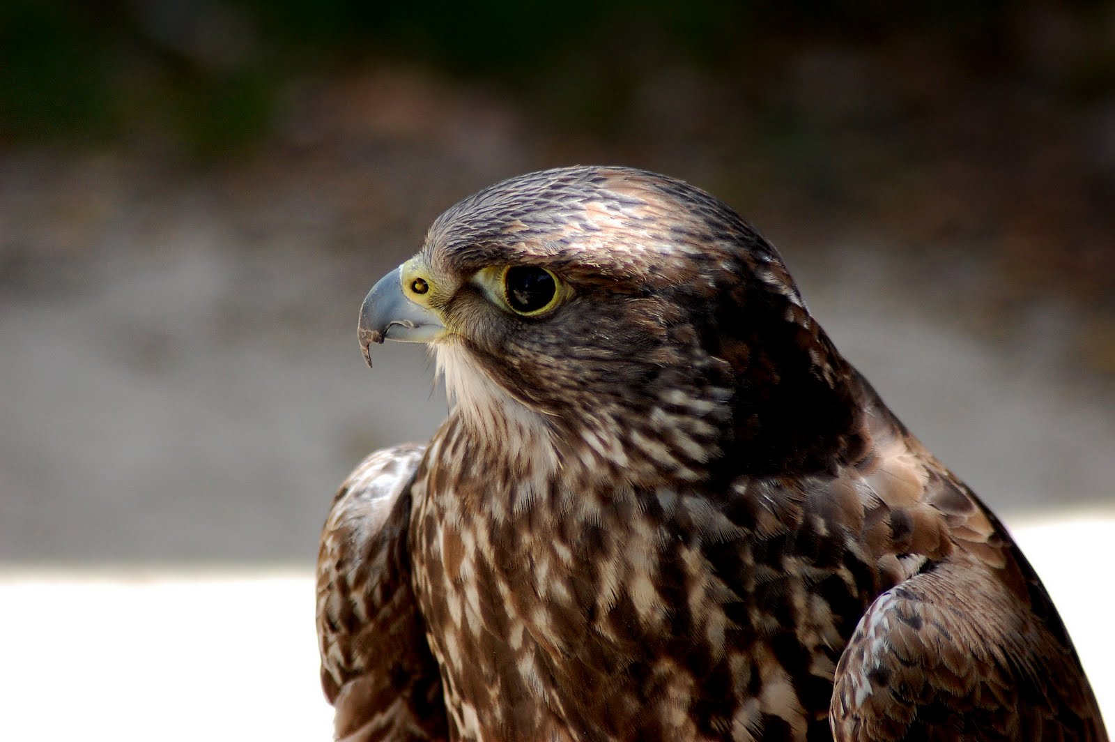 Accipitridae - Alchetron, The Free Social Encyclopedia