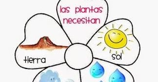 APRENDE EN CASA. PRIMER GRADO: ¿QUÉ NECESITAN LAS PLANTAS PARA CRECER?