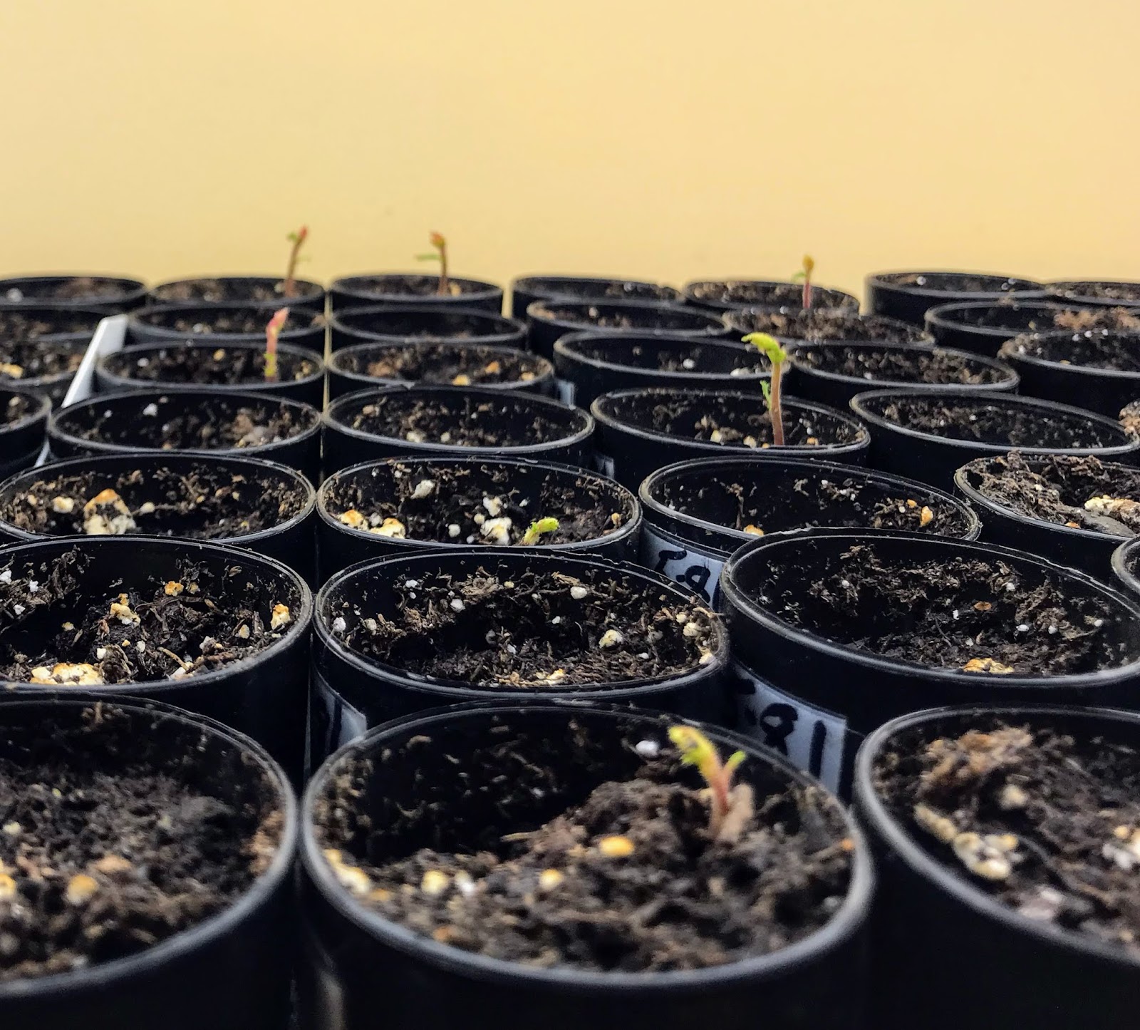 Riverbend Hazelnuts: Propagating hazelnuts 2020