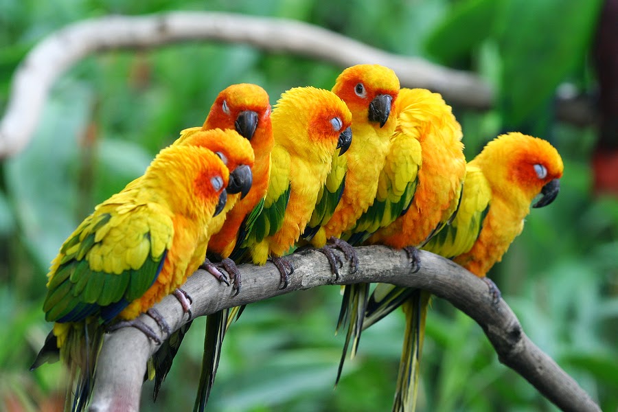 Animal Beauty: Beautiful Parrots P1