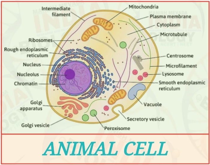 Eukaryotic cells | NEET BIOLOGY