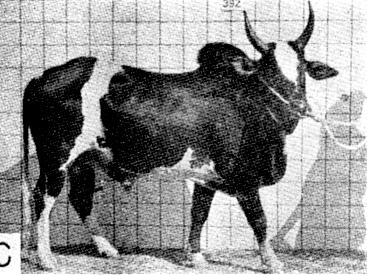 CARACTERISTICAS Y VENTAJAS DE LAS RAZAS CEBUINAS