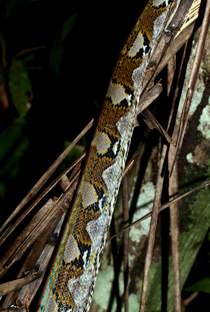 Ular Asli Indonesia: Ular Sanca Batik (Python reticulatus)