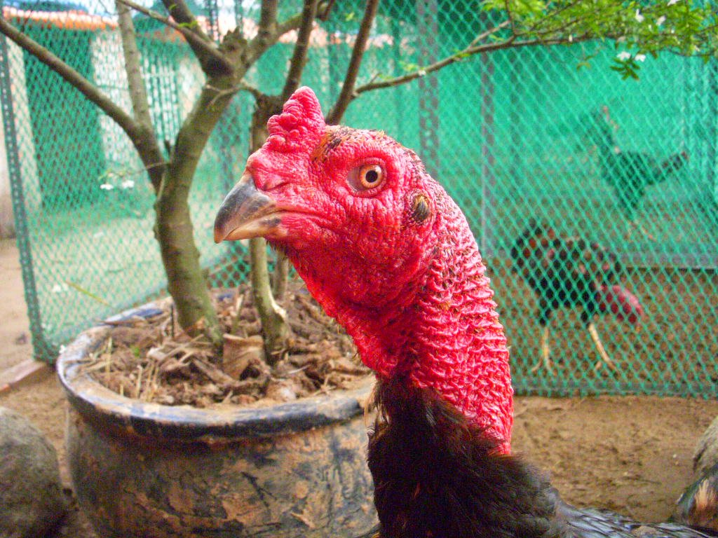 Hobi Ayam Tangkas: the ganoi extrem fighter dari vietnam