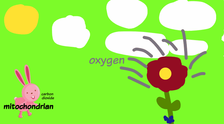 Cellular Respiration GIF Blog