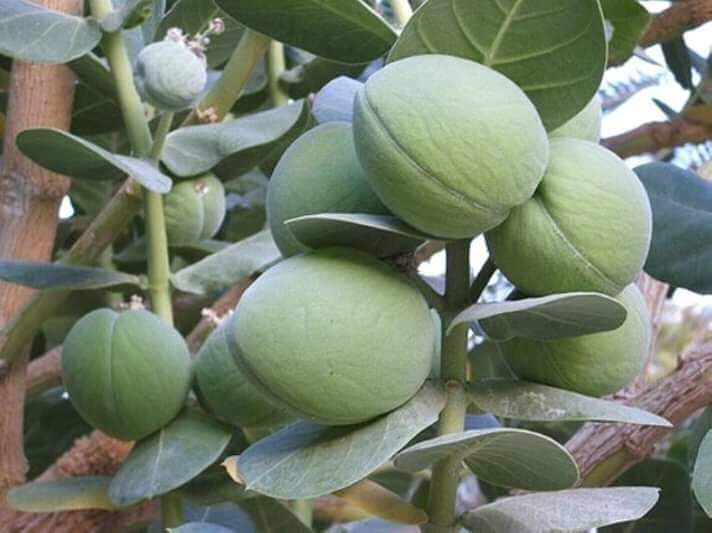 FURTHER MEDICINAL BENEFITS OF THE GIANT MILK WEED (EWE BOMUBOMU IN ...